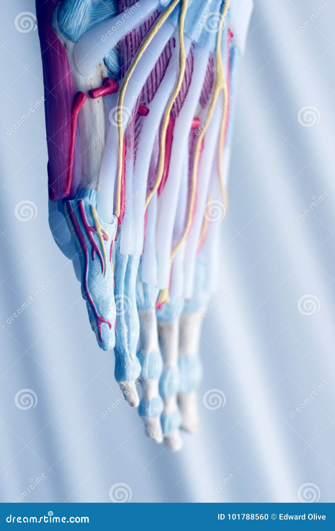 Ludzkiej Stopy Palec U Nogi Model Zdjęcie Stock - Obraz złożonej z ...