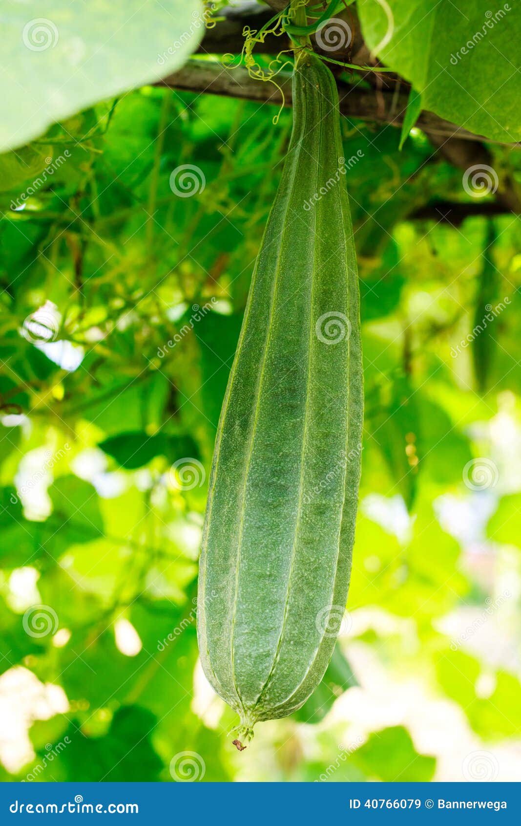 Luffa acutangula stock image. Image of bend, business - 40766079