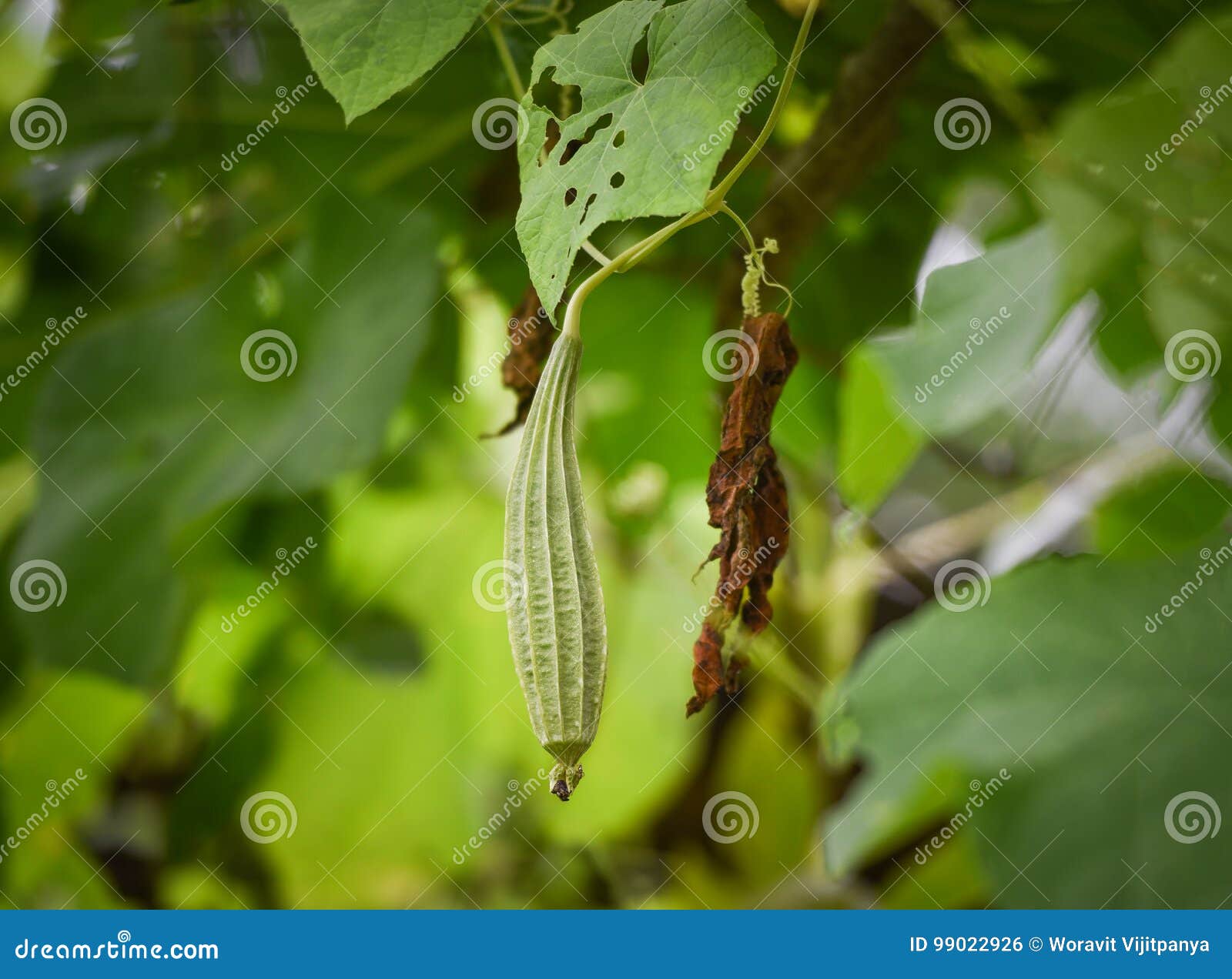 Luffa acutangula stock photo. Image of commercial, decoration - 99022926