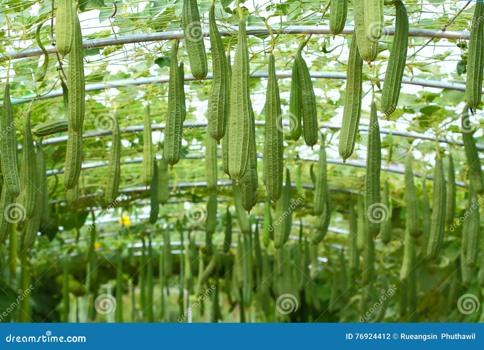 The Luffa Farm stock photo. Image of foliage, bamboo - 76924412