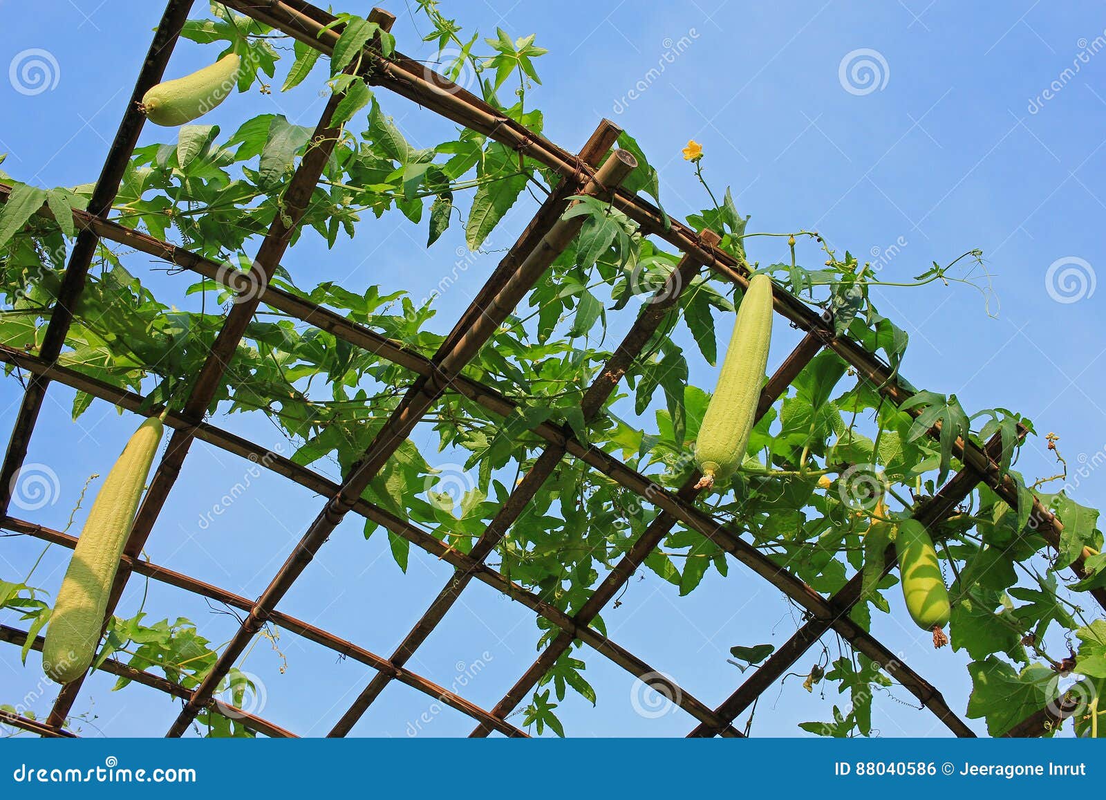 The Luffa Farm outdoors stock photo. Image of gardening - 88040586