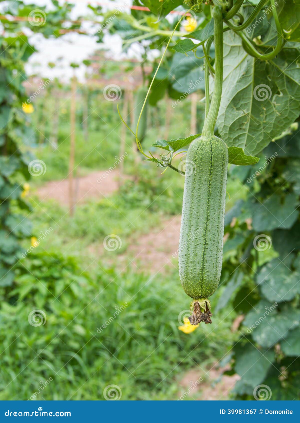 Luffa gourd stock image. Image of exterior, leaf, cylindrica - 39981367