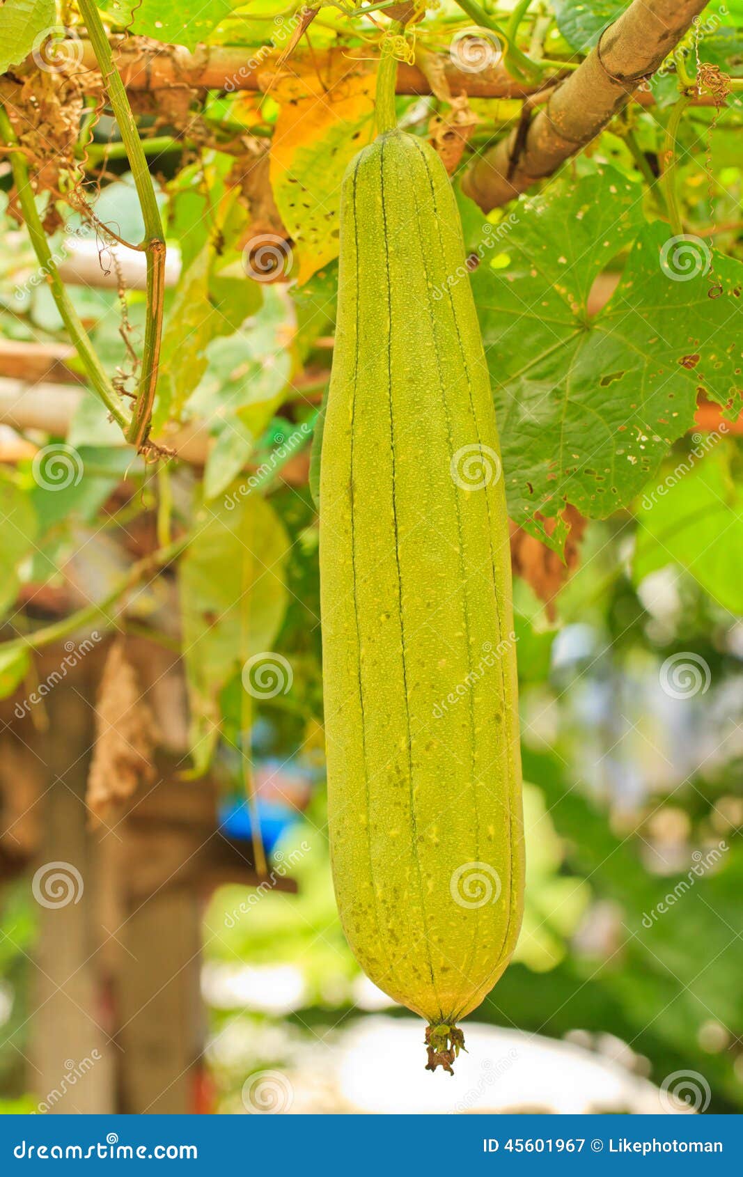 Luffa gourd stock image. Image of plant, luffa, gourd - 45601967