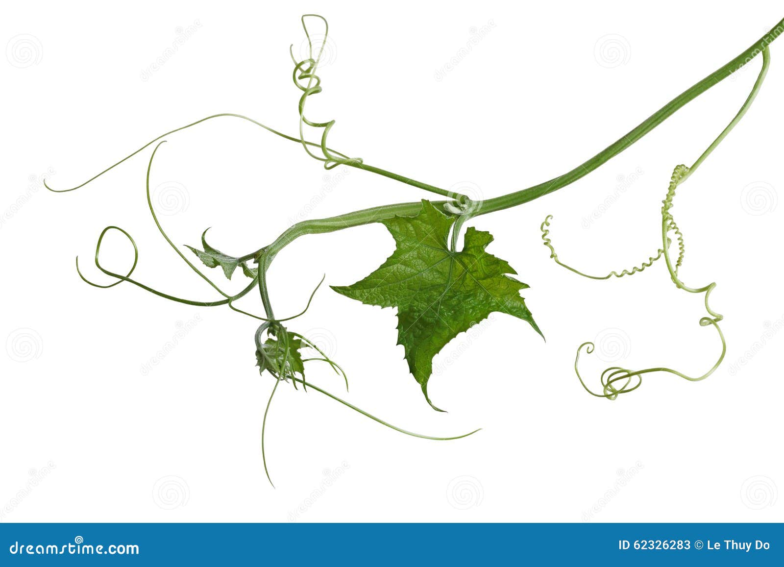 Luffa Loofah Leaf stock image. Image of seasonal, tropical - 62326283