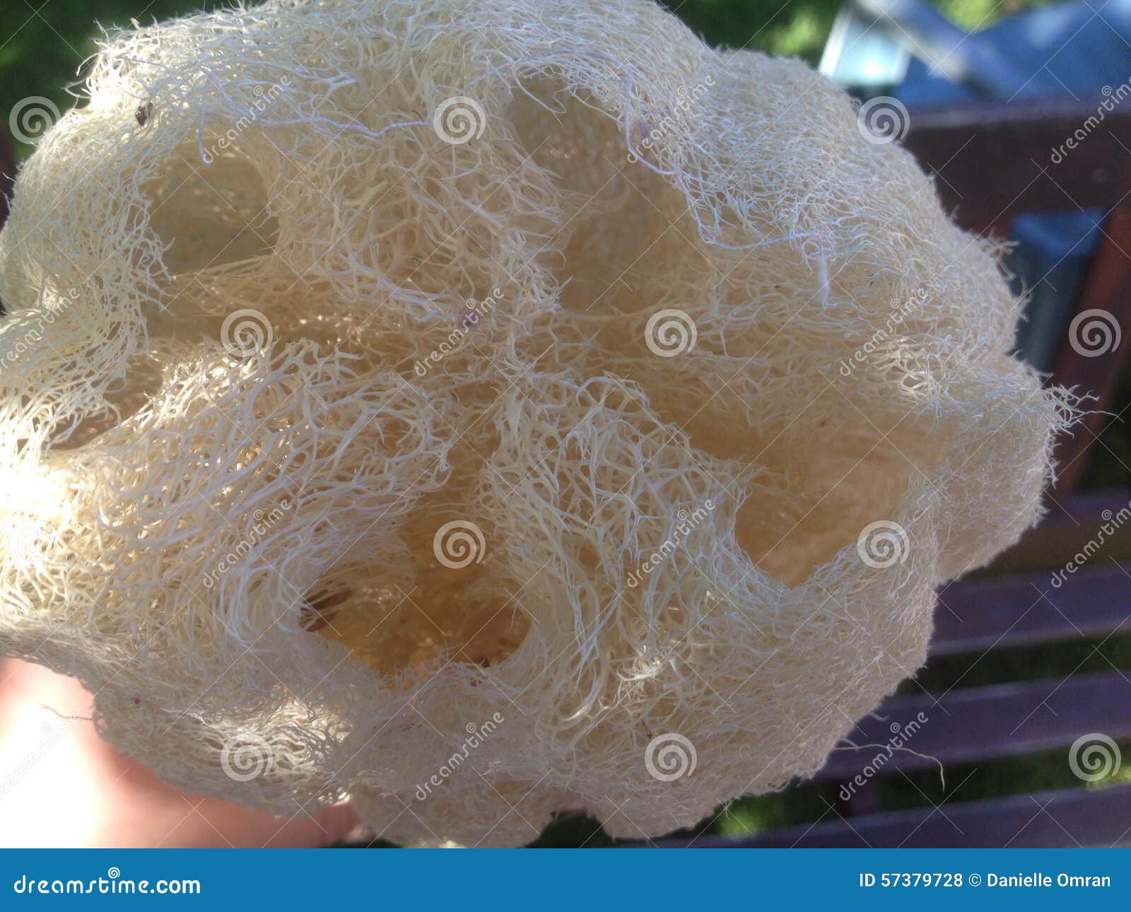 Luffa loofah luffah stock photo. Image of natural, beauty - 57379728