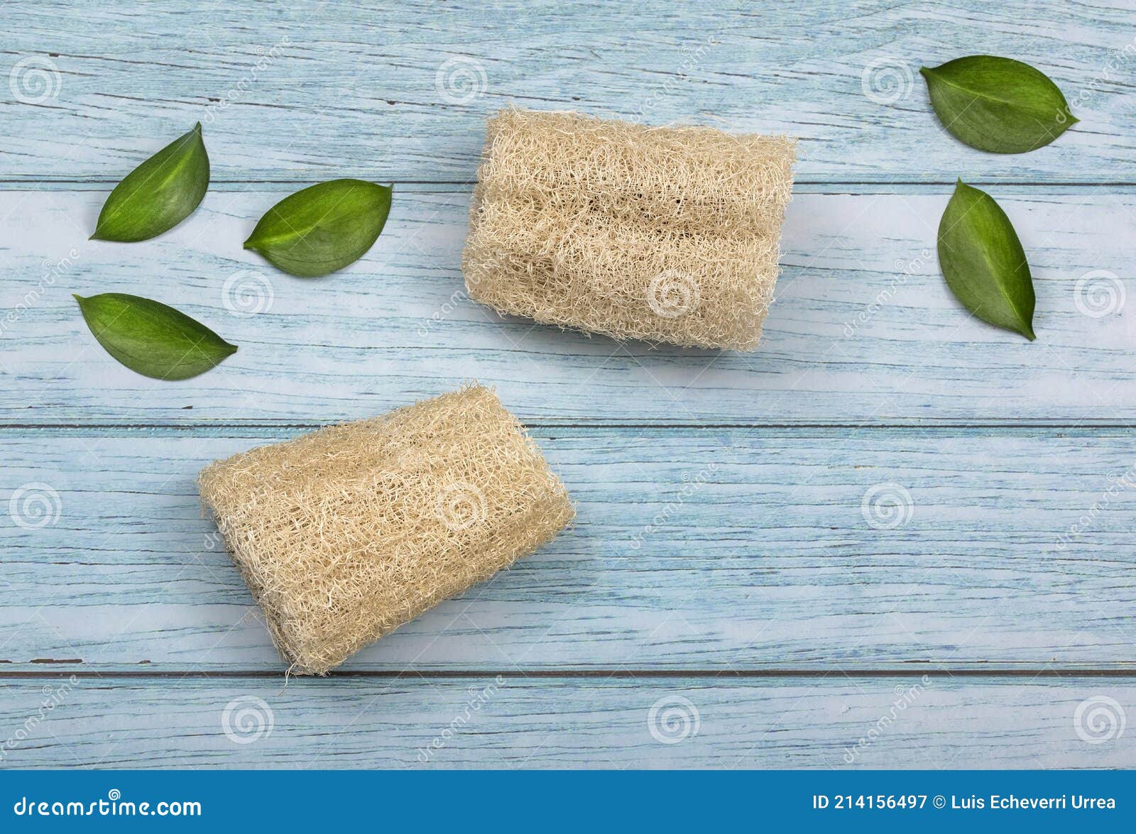 Luffa Operculata - Fibrous Vegetable Cleaning Sponge Stock Image ...