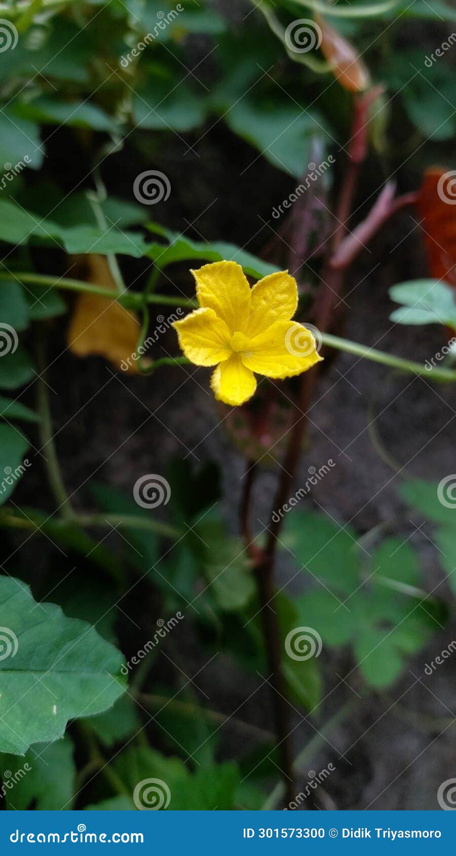 Luffa Operculata Flower Rise in Backyard Stock Photo - Image of rise ...