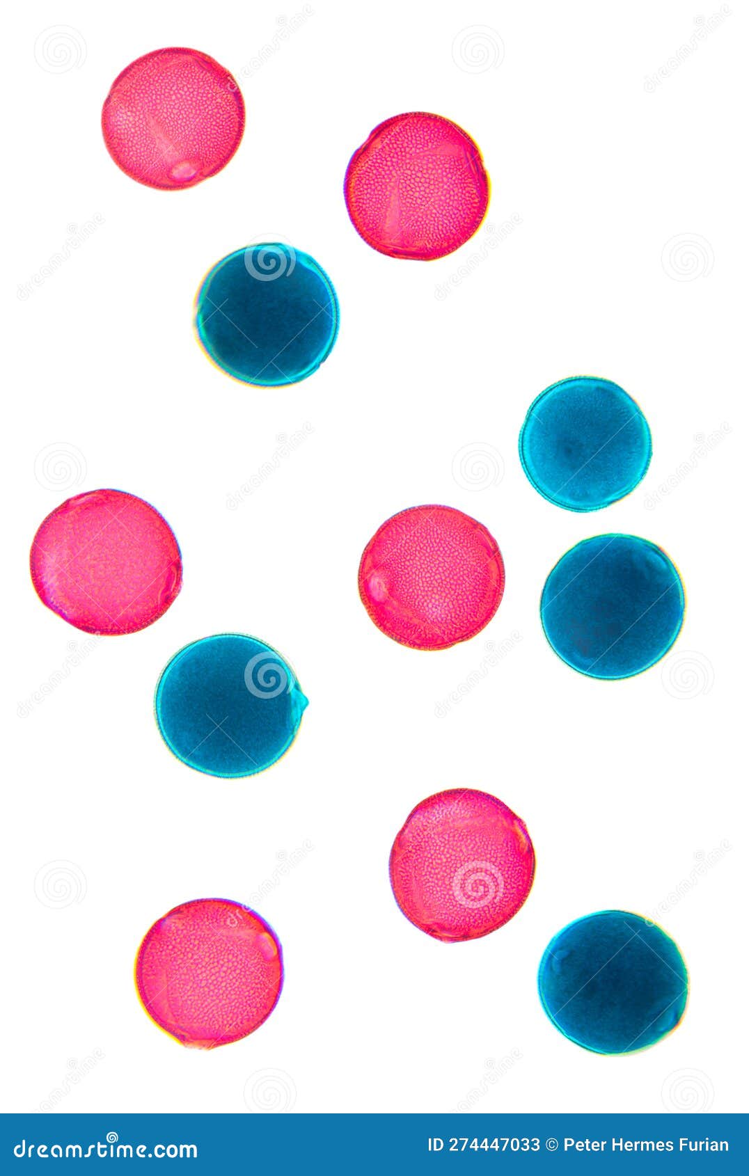 Luffa Pollen, Red and Blue Stained Pollen Grains, Whole Mount, 80X ...