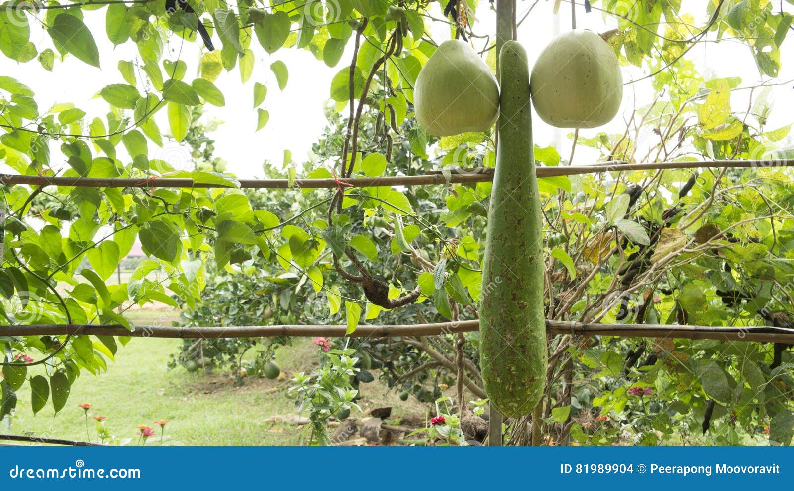 Luffa Vegetable Food Raw Plant Green Squash Stock Photo - Image of ...
