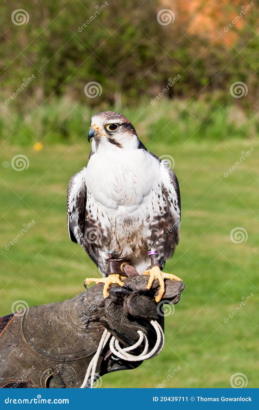 Lugger falcon stock image. Image of concentration, close - 20439711