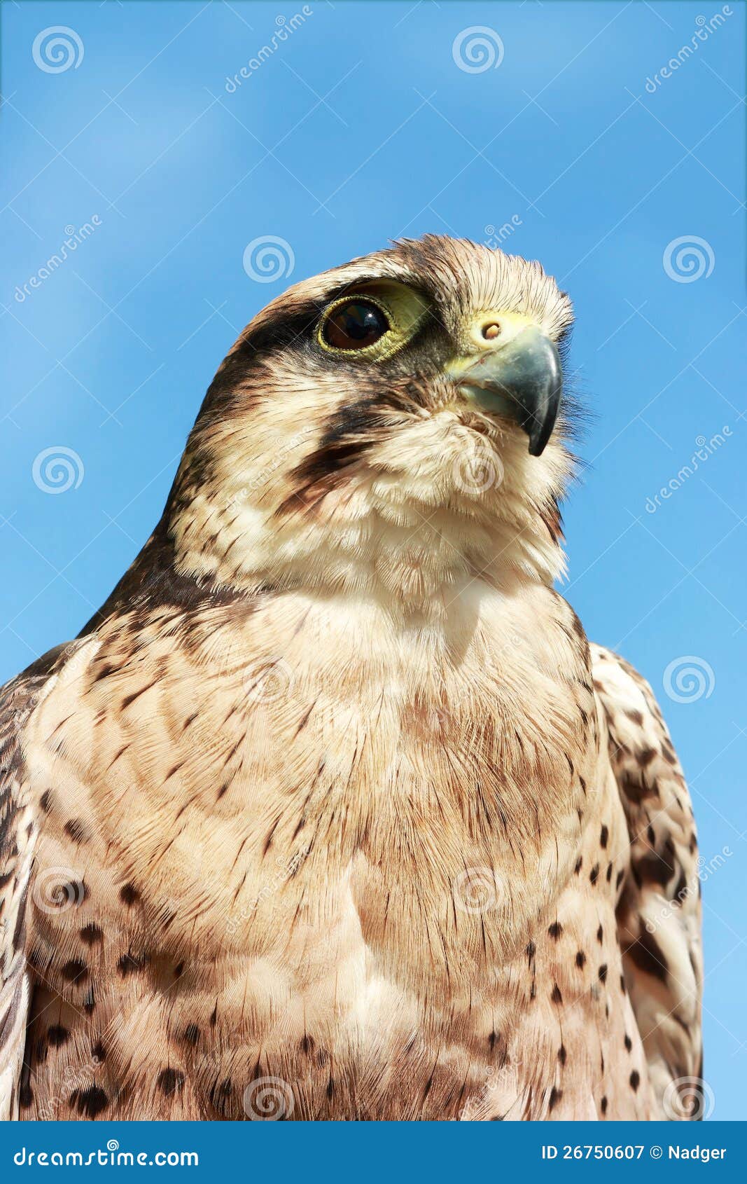 Lugger Falcon stock image. Image of nature, bird, predator - 26750607