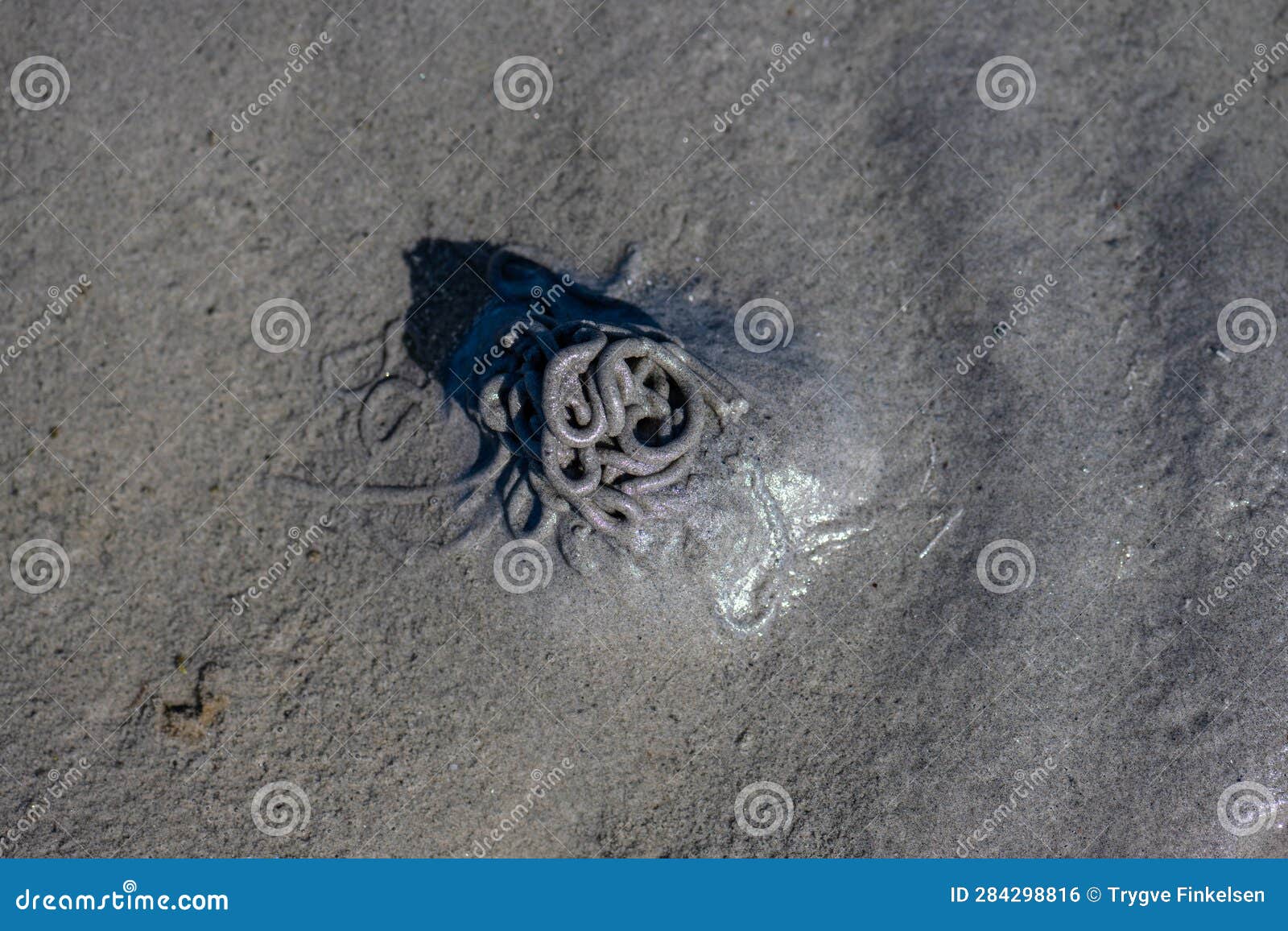 Lugworm Arenicola Marine Casts on a Sand Beach.. Stock Photo - Image of ...