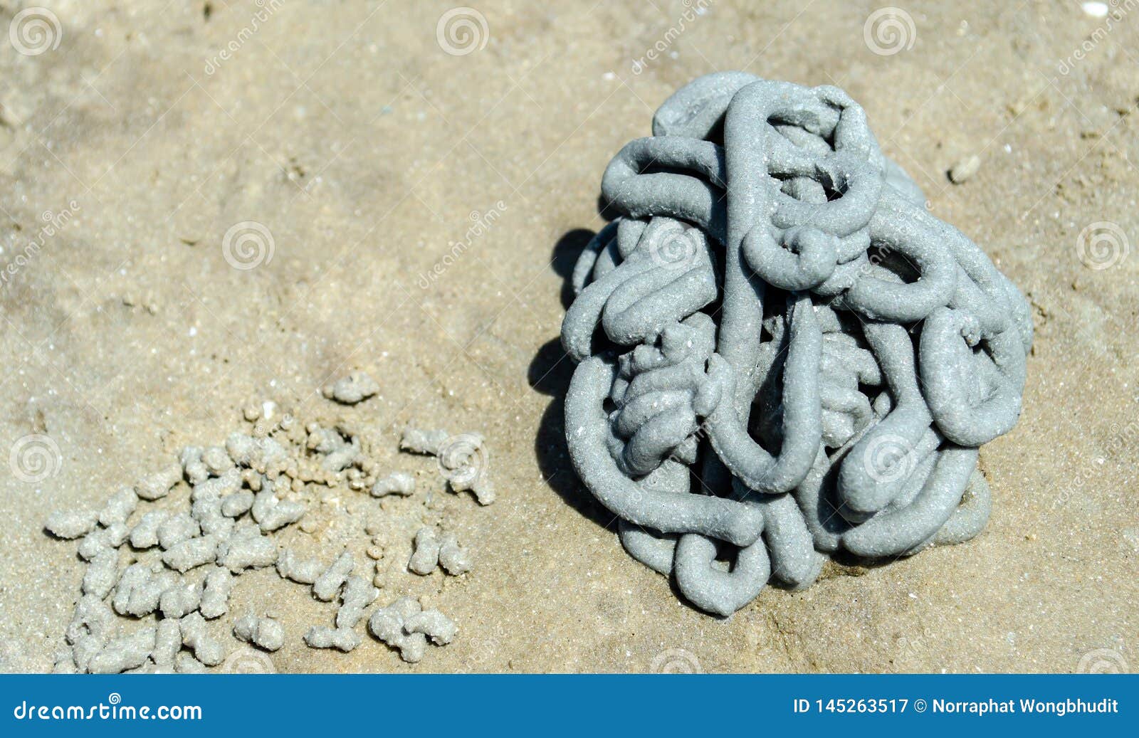 Lugworm Cast stock image. Image of brown, bristle, island - 145263517