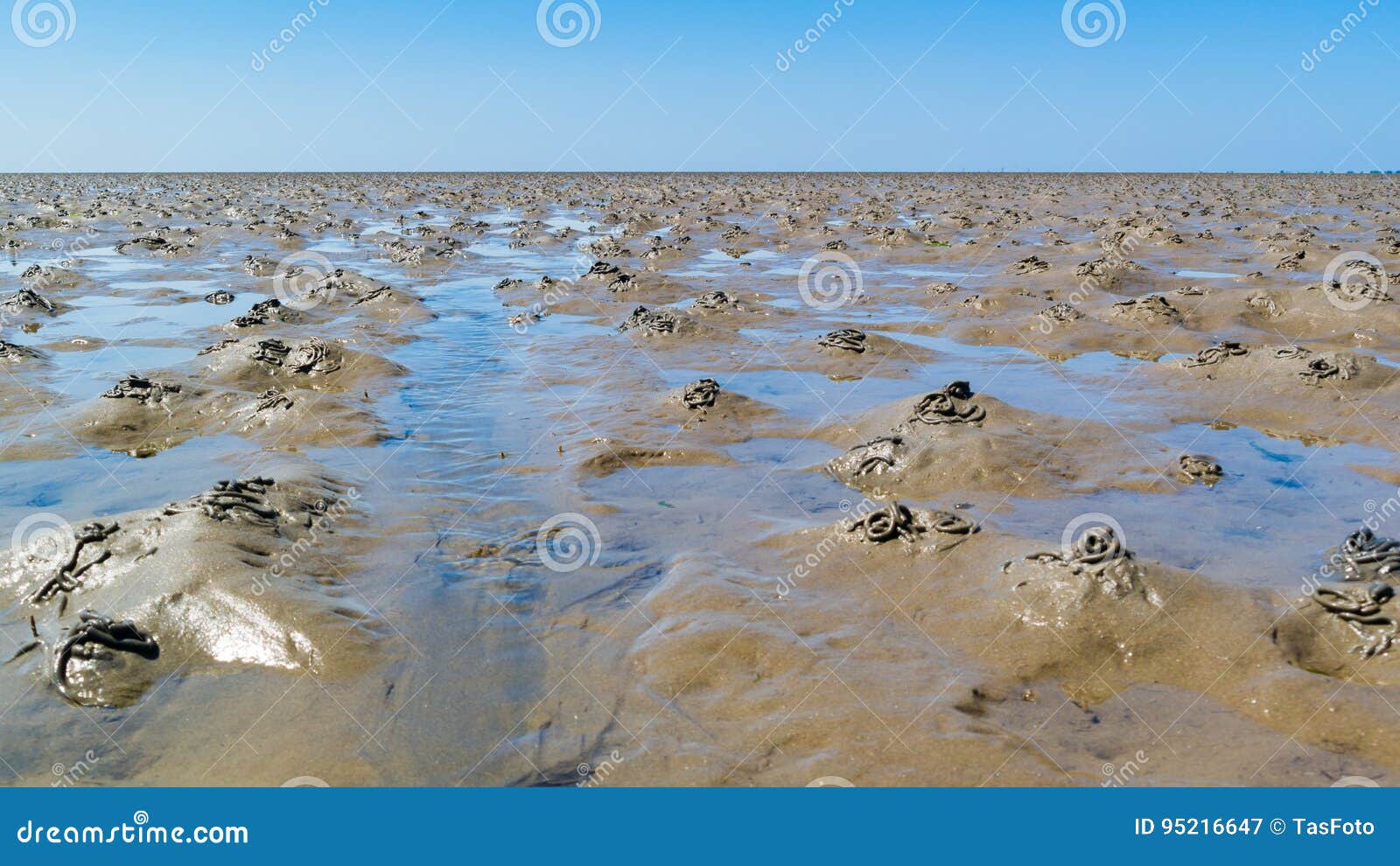 Sandworm Casts, Arenicola Marina Royalty-Free Stock Photo ...