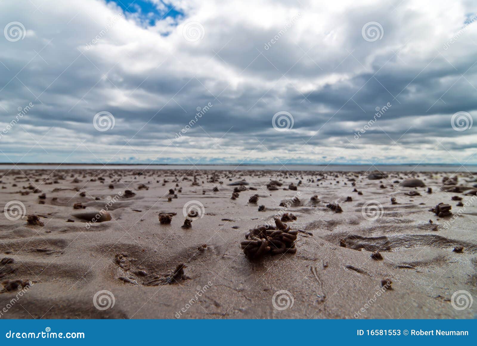 Lugworm pile on the beach stock image. Image of animals - 16581553