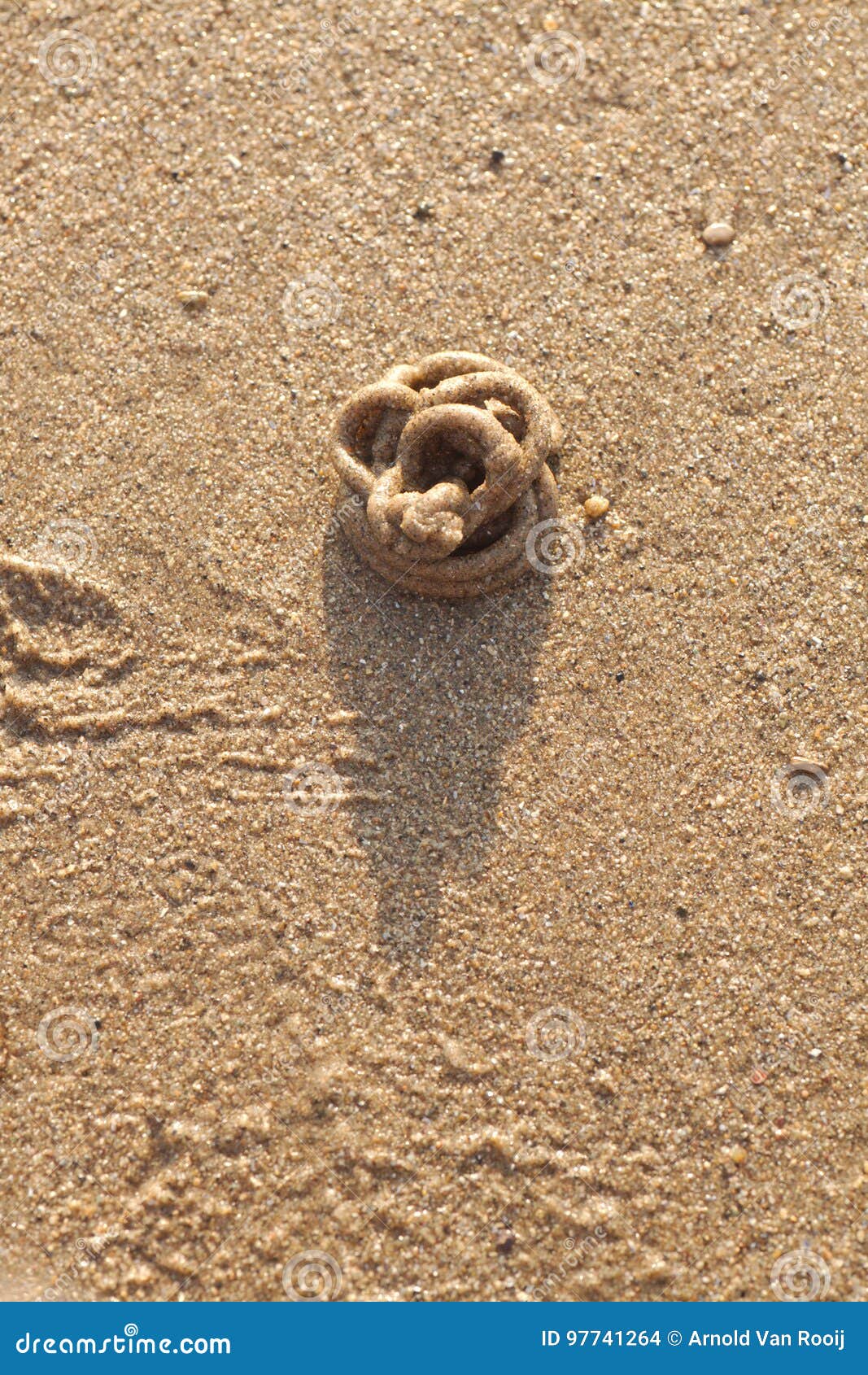 Lugworm or sandworm stock photo. Image of tide, sandworm - 97741264