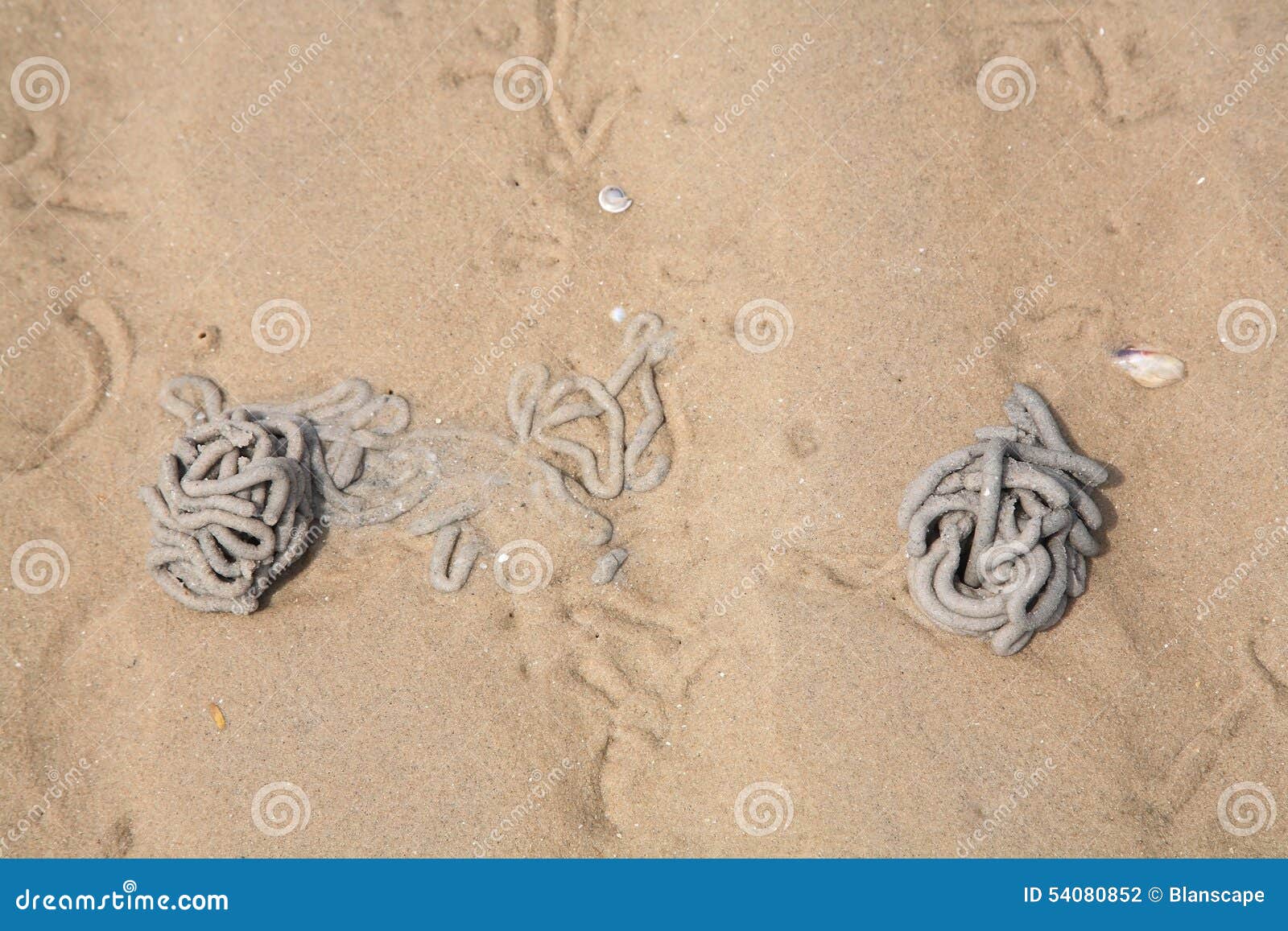 Lugworm or Sandworm Cast on Sand Stock Photo - Image of pattern ...