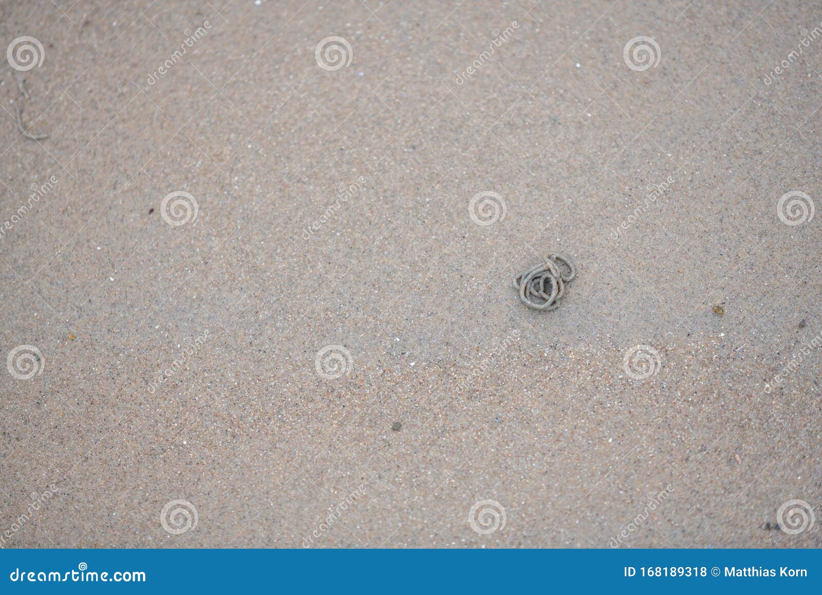Lugworms Dig through the Sandy Beach on the Coast Stock Photo - Image ...