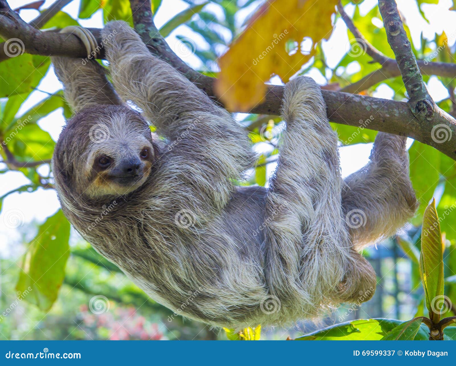 Luiaard in Costa Rica stock afbeelding. Image of costa - 69599337