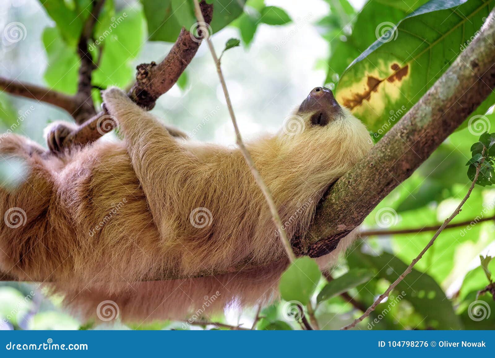 Luiaard in De Wildernis Van Costa Rica Stock Foto - Image of regen ...