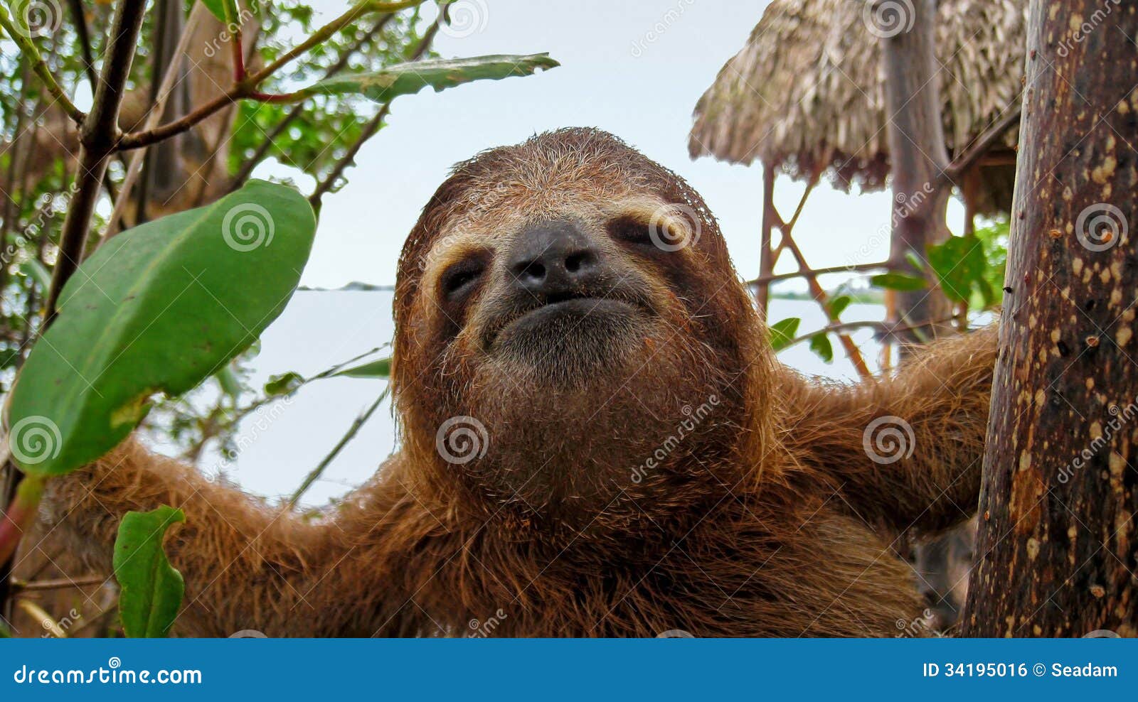 Luiaard grappig gezicht stock foto. Image of boom, caraïbisch - 34195016