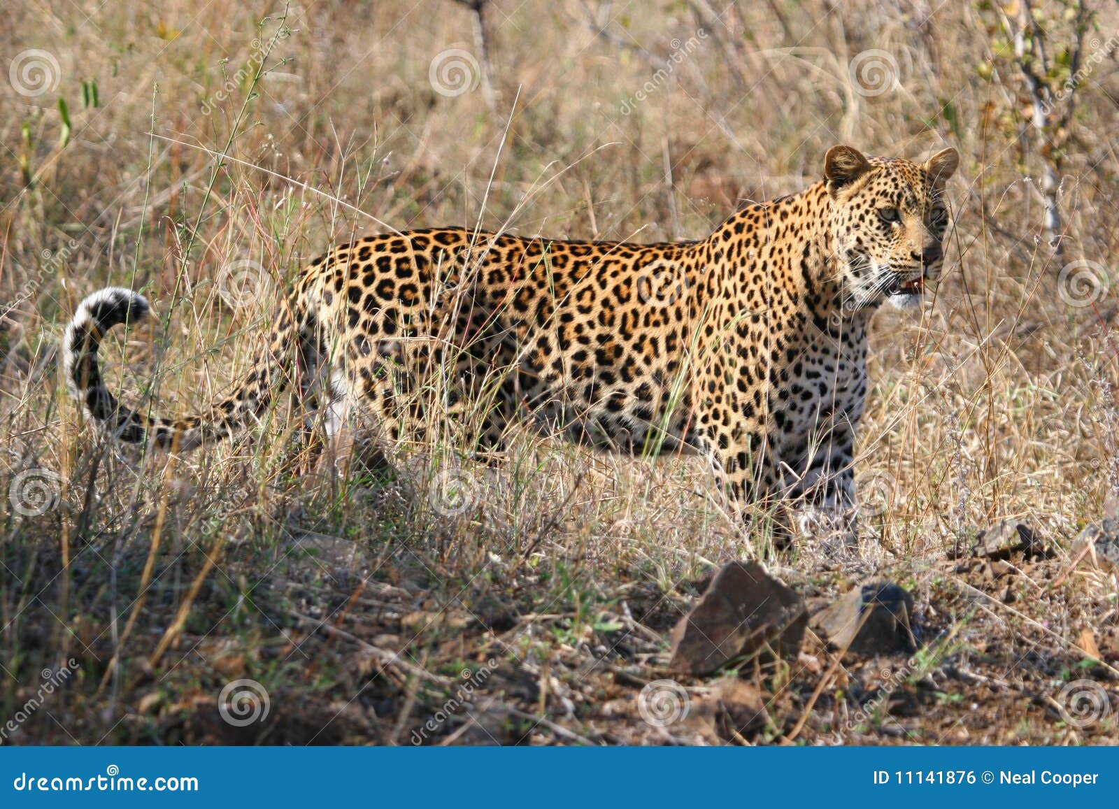 Luipaard stock foto. Image of vlekken, mooi, zuiden, vijf - 11141876