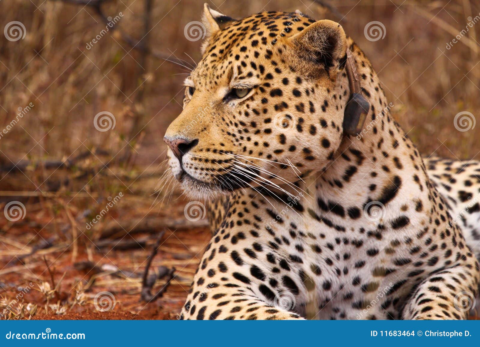Luipaard stock foto. Image of groot, gezicht, jaguar - 11683464