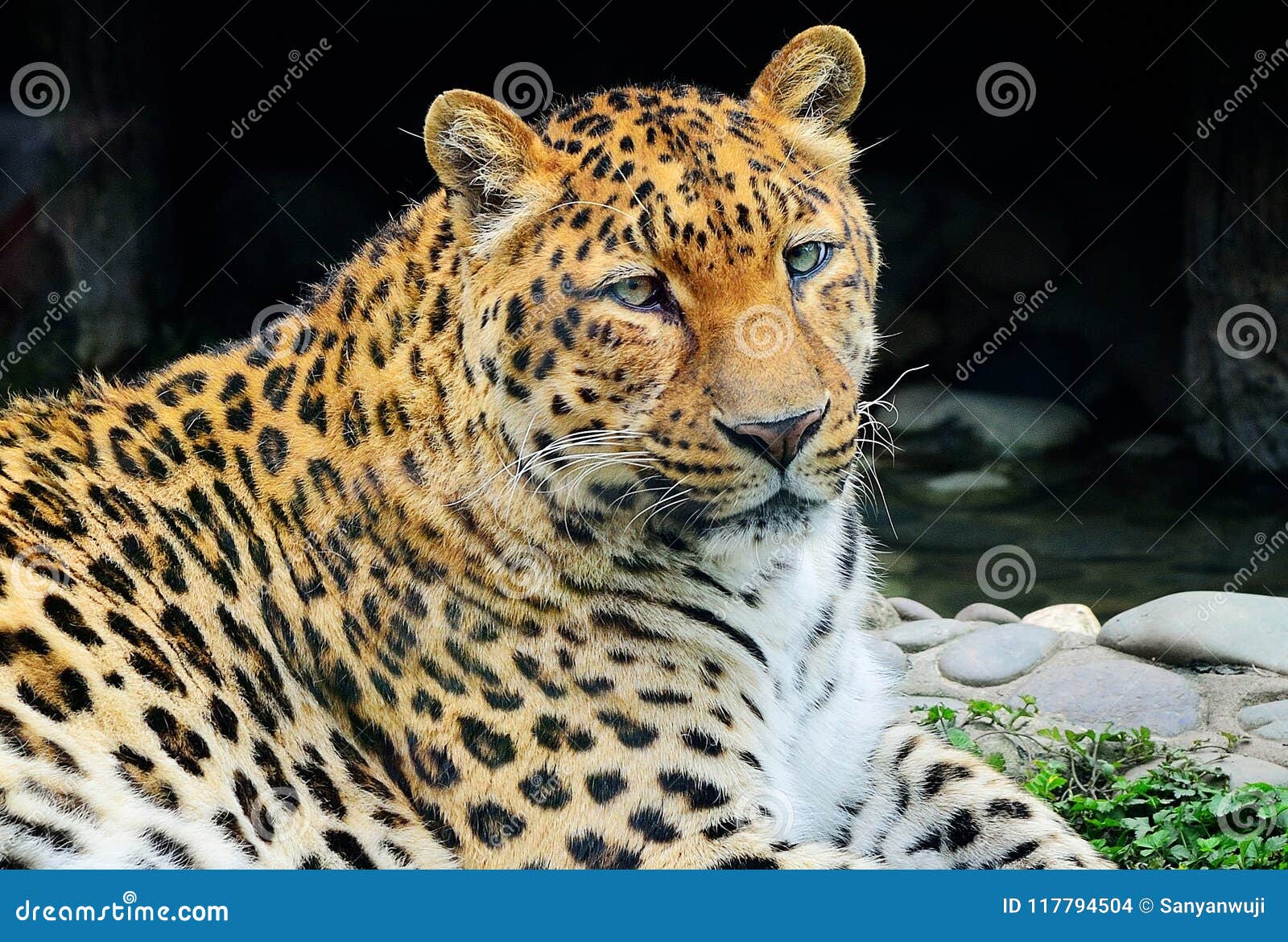 Luipaard stock foto. Image of zwart, dier, gezicht, bont - 117794504