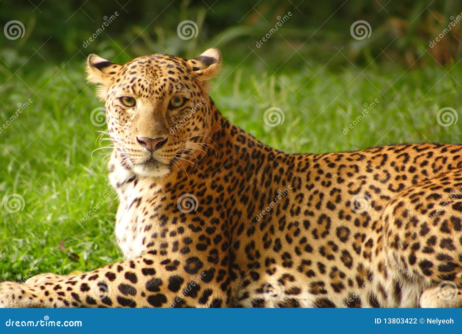 Luipaard stock foto. Image of fauna, luipaard, dierentuin - 13803422