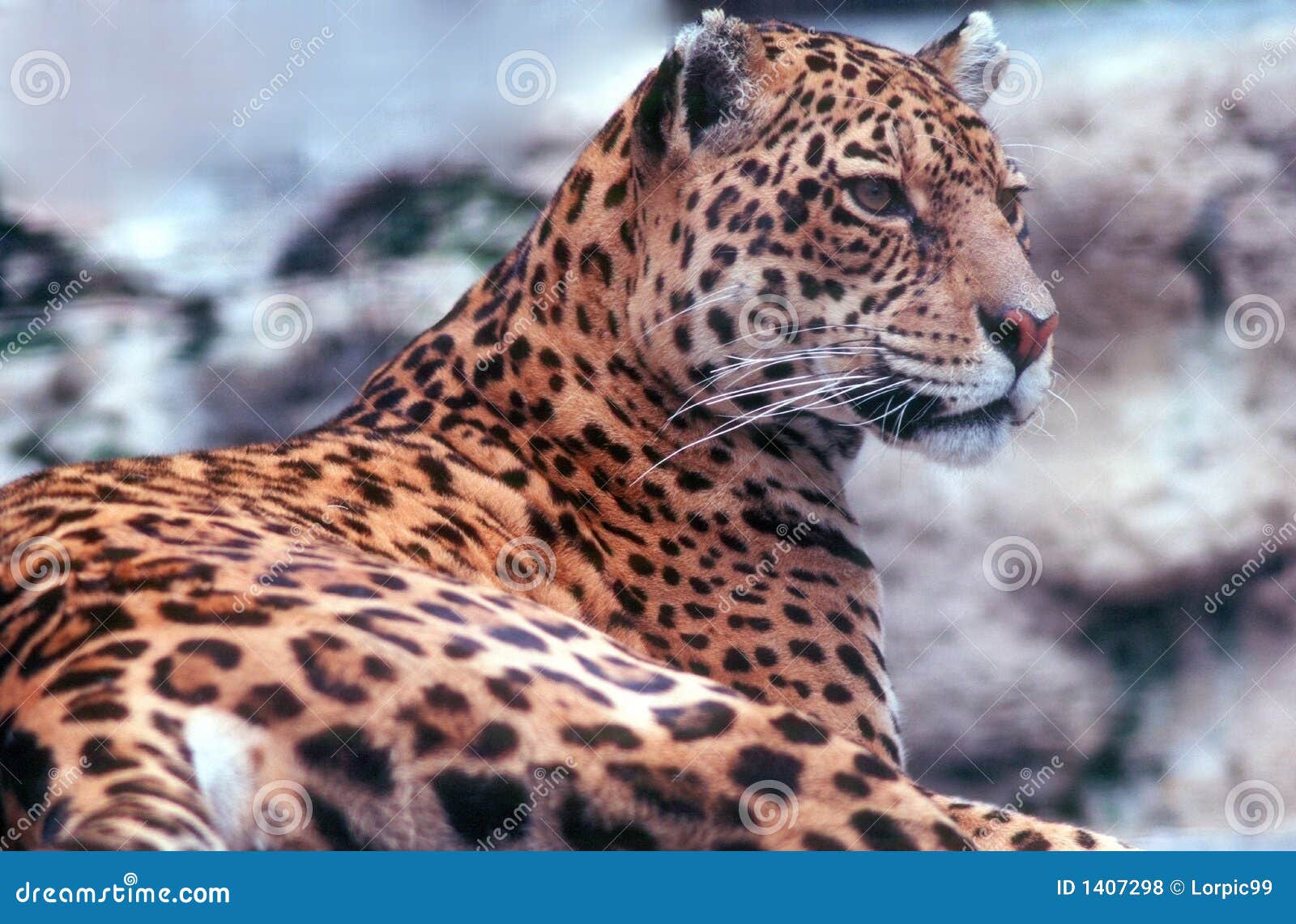 LUIPAARD stock foto. Image of luipaard, luipaarden, zoogdieren - 1407298