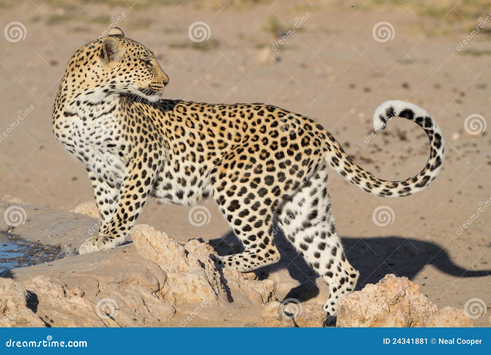 Luipaard stock afbeelding. Image of concentratie, roofdier - 24341881