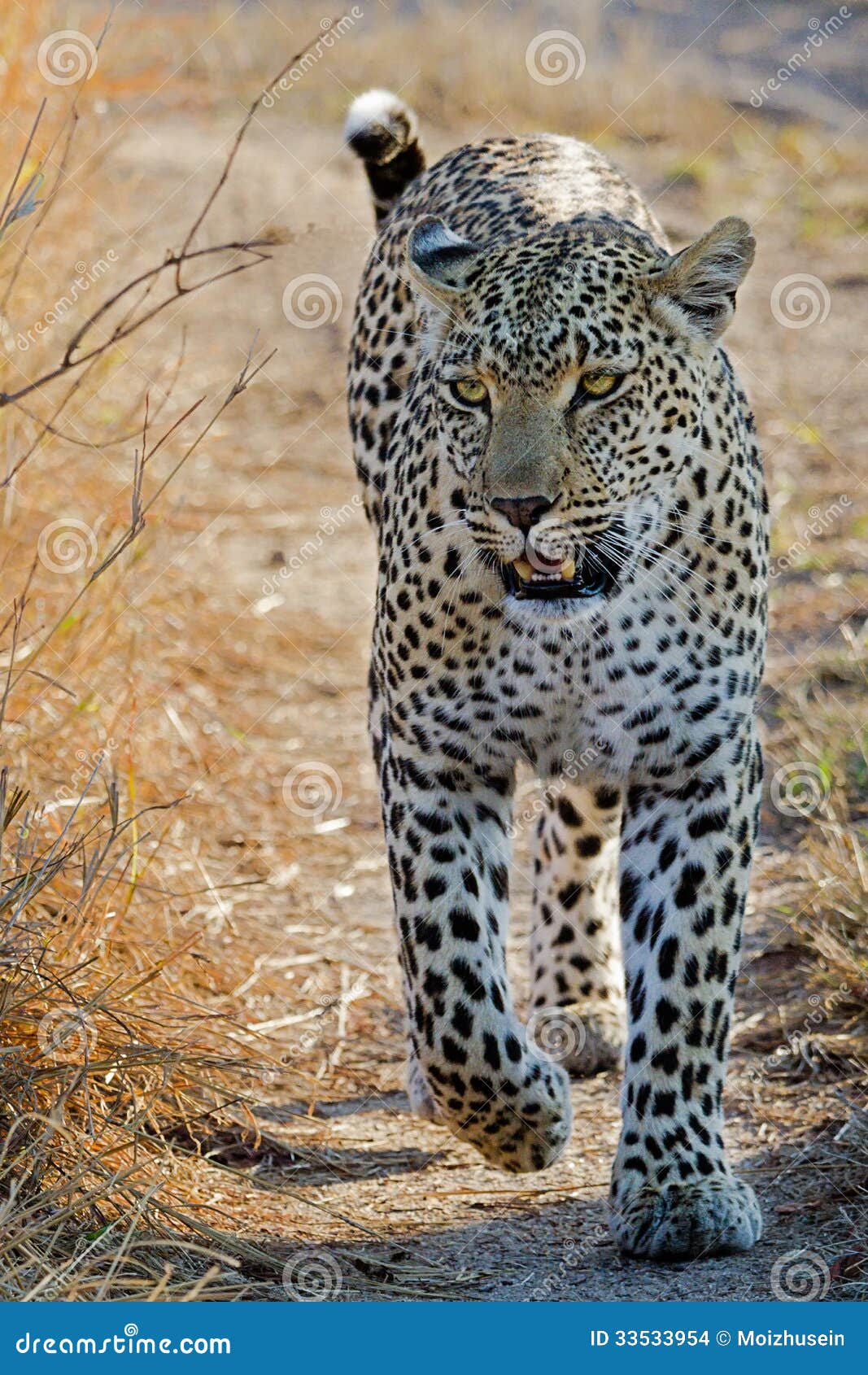 Luipaard stock foto. Image of milieu, dieren, hierboven - 33533954