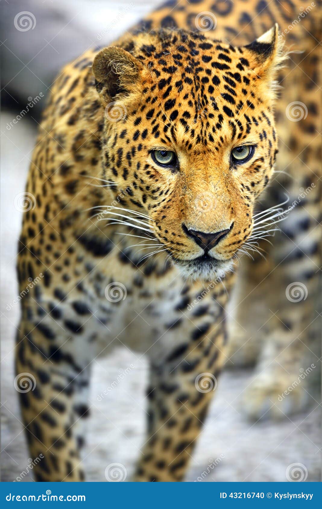 Luipaard stock foto. Image of bomen, leefgebied, thema - 43216740