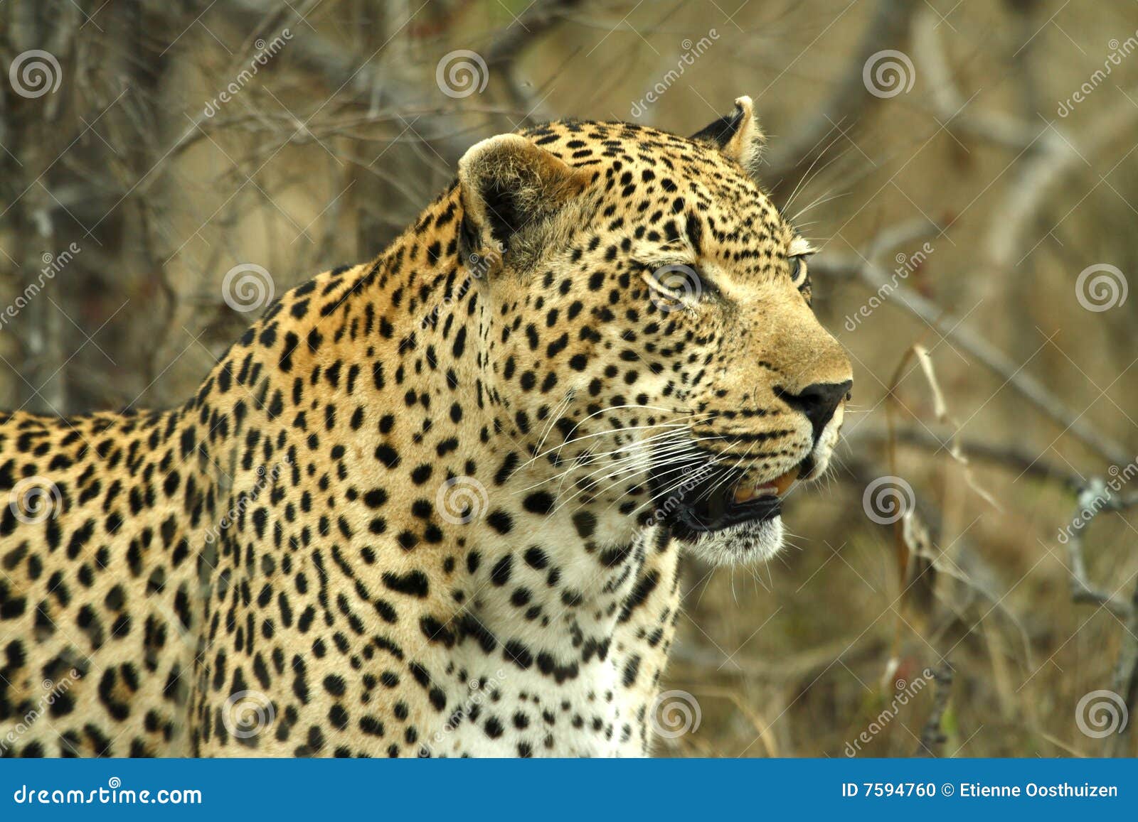 Luipaard stock foto. Image of exotisch, uitbreiden, sluit - 7594760