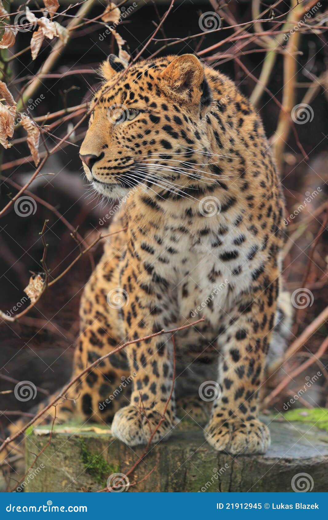 Luipaard De Noord- Van China Stock Afbeelding - Image of luipaard ...