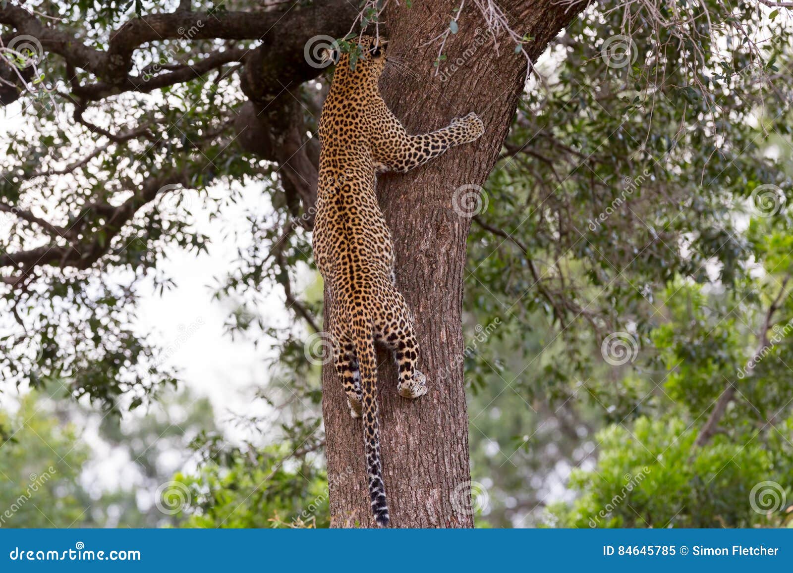 Luipaard Die Boom Beklimmen Stock Afbeelding - Image of behoud, oost ...