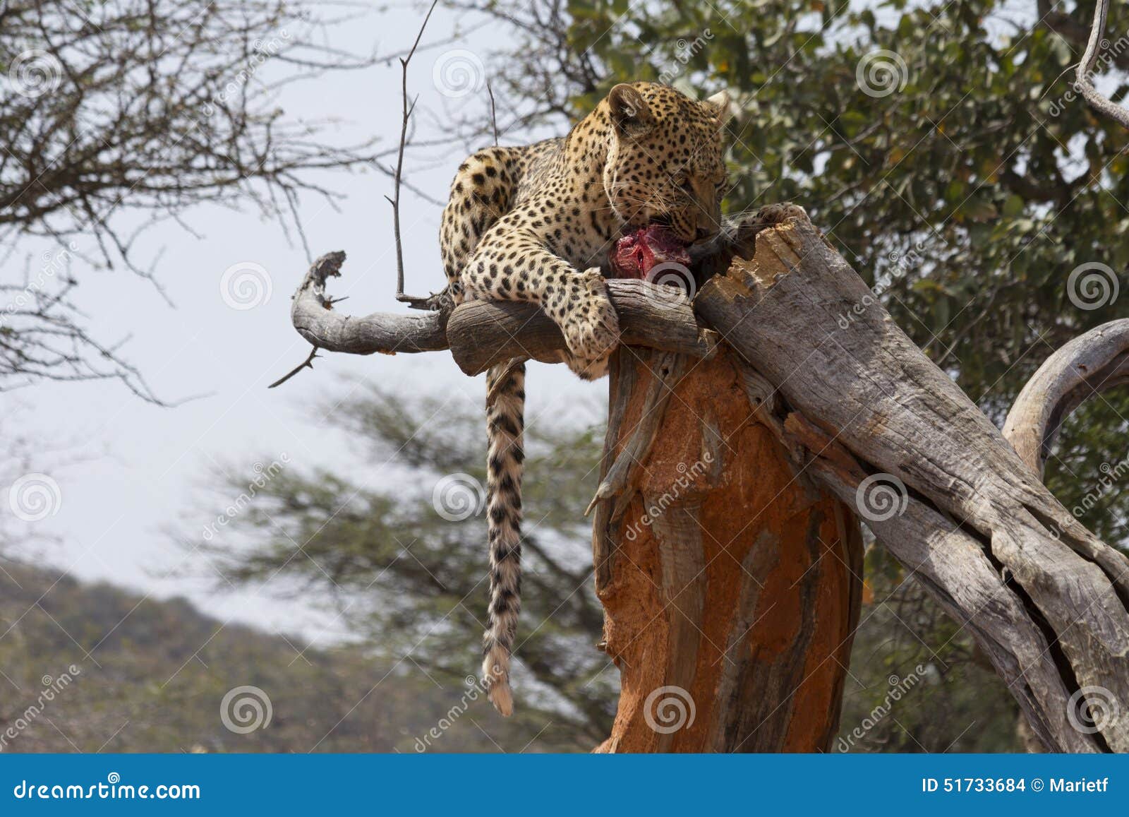 Luipaard Die in Boom Vlees Eten Stock Foto - Image of dier, afrikaans ...