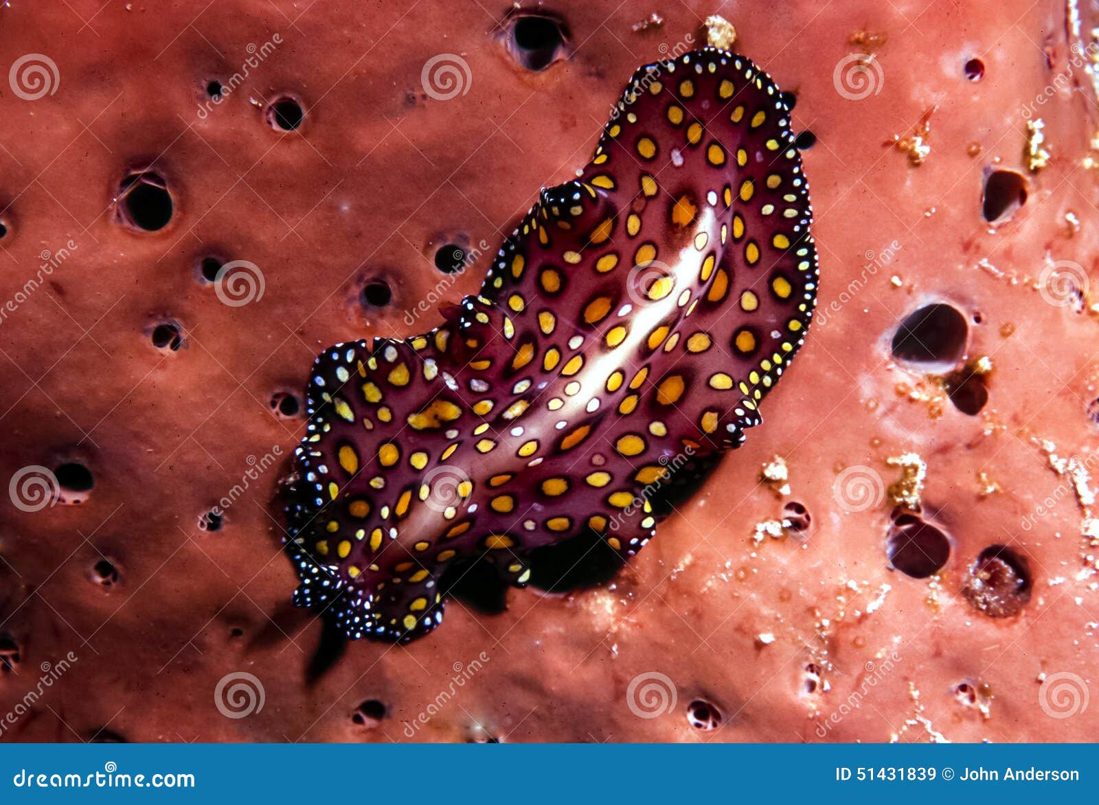 Platyhelminthes Phylum Platyhelminthes Flatworms Flatworm, Phylum