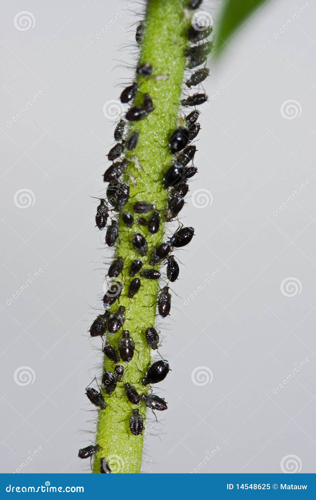 Luizen stock afbeelding. Image of luis, ecologie, parasiet - 14548625