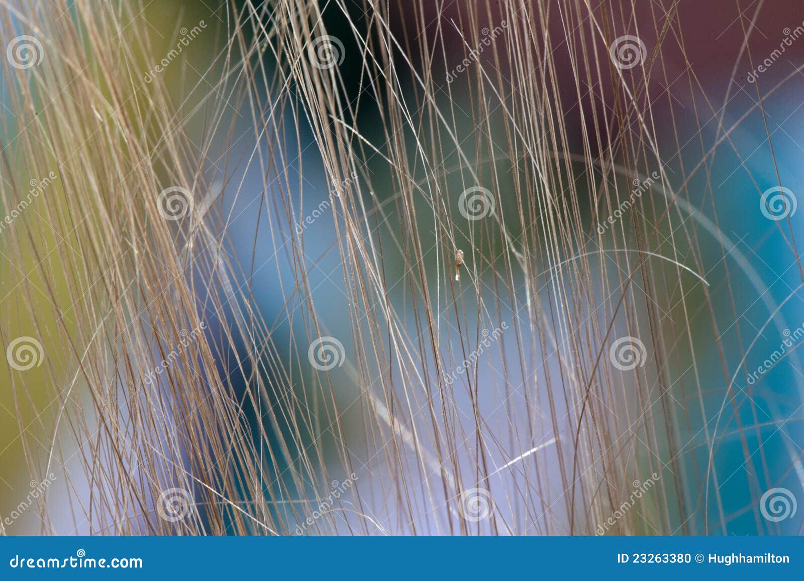 Luizen stock foto. Image of luizen, haar, neten, roes - 23263380