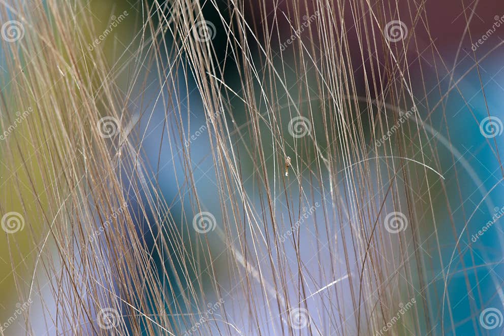 Luizen stock foto. Image of luizen, haar, neten, roes - 23263380