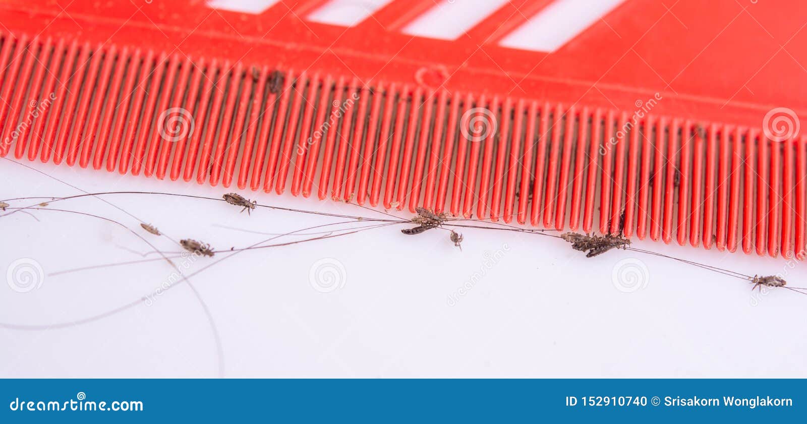 Luizen in haar en kam stock foto. Image of fauna, haar - 152910740