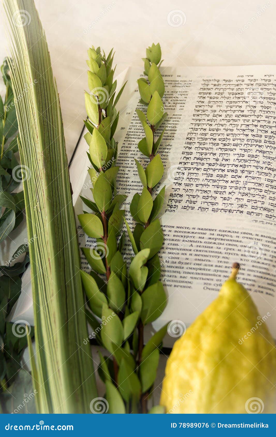 Lulav bunch stock photo. Image of autumn, copy, jewish - 78989076
