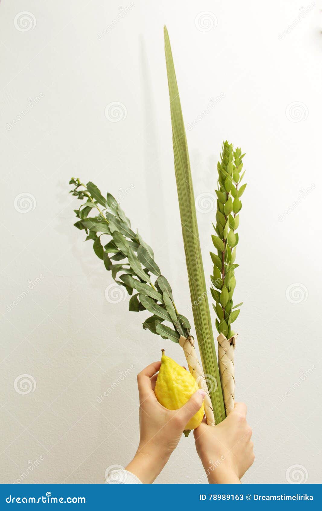 Lulav stock image. Image of holiday, hebrew, myrtle, jewish - 78989163