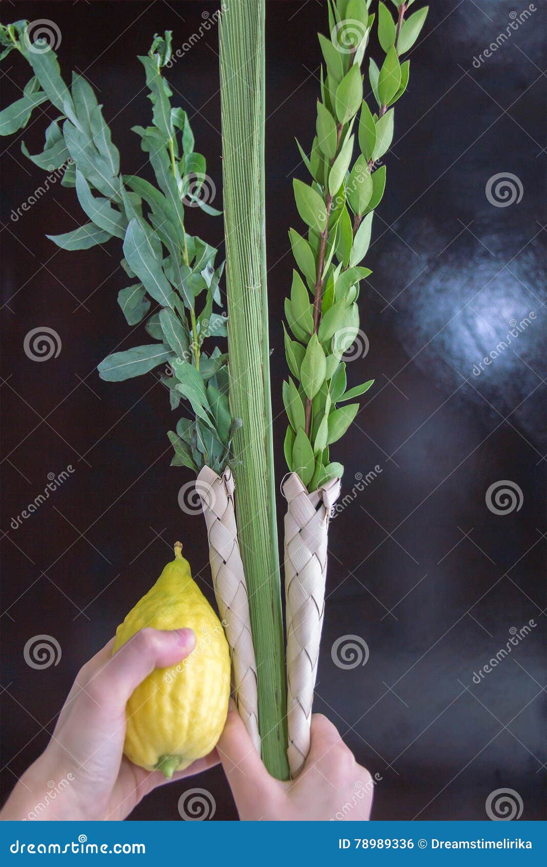 Lulav stock photo. Image of branch, fruit, celebration - 78989336