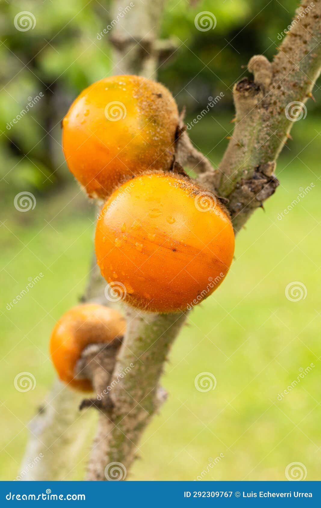 Lulo Delicious Tropical Fruit - Solanum Quitoense Stock Image - Image ...