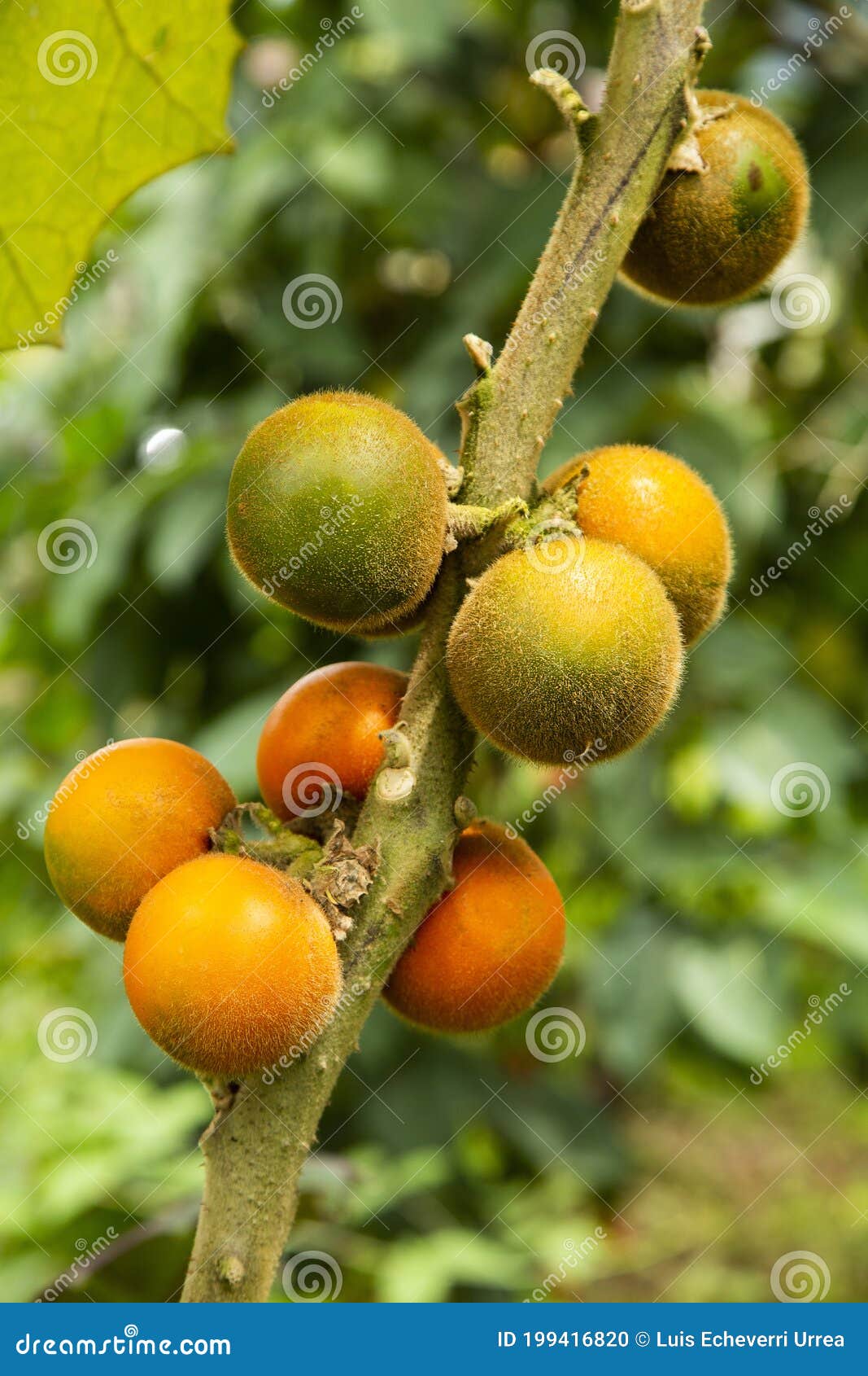 Lulo Delicious Tropical Fruit - Solanum Quitoense Stock Photo - Image ...