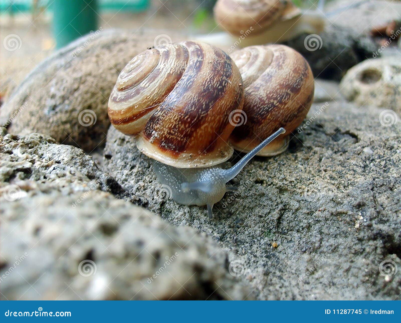 Lumaca immagine stock. Immagine di ecologia, spirale - 11287745