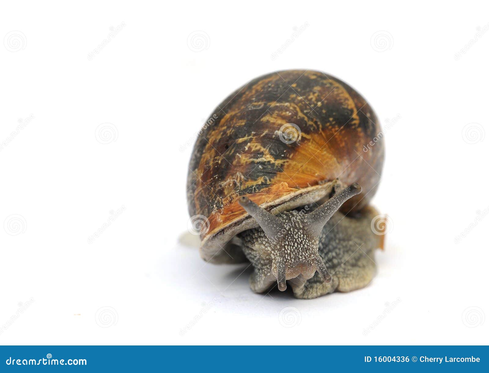 Lumaca fotografia stock. Immagine di mollusco, bande - 16004336