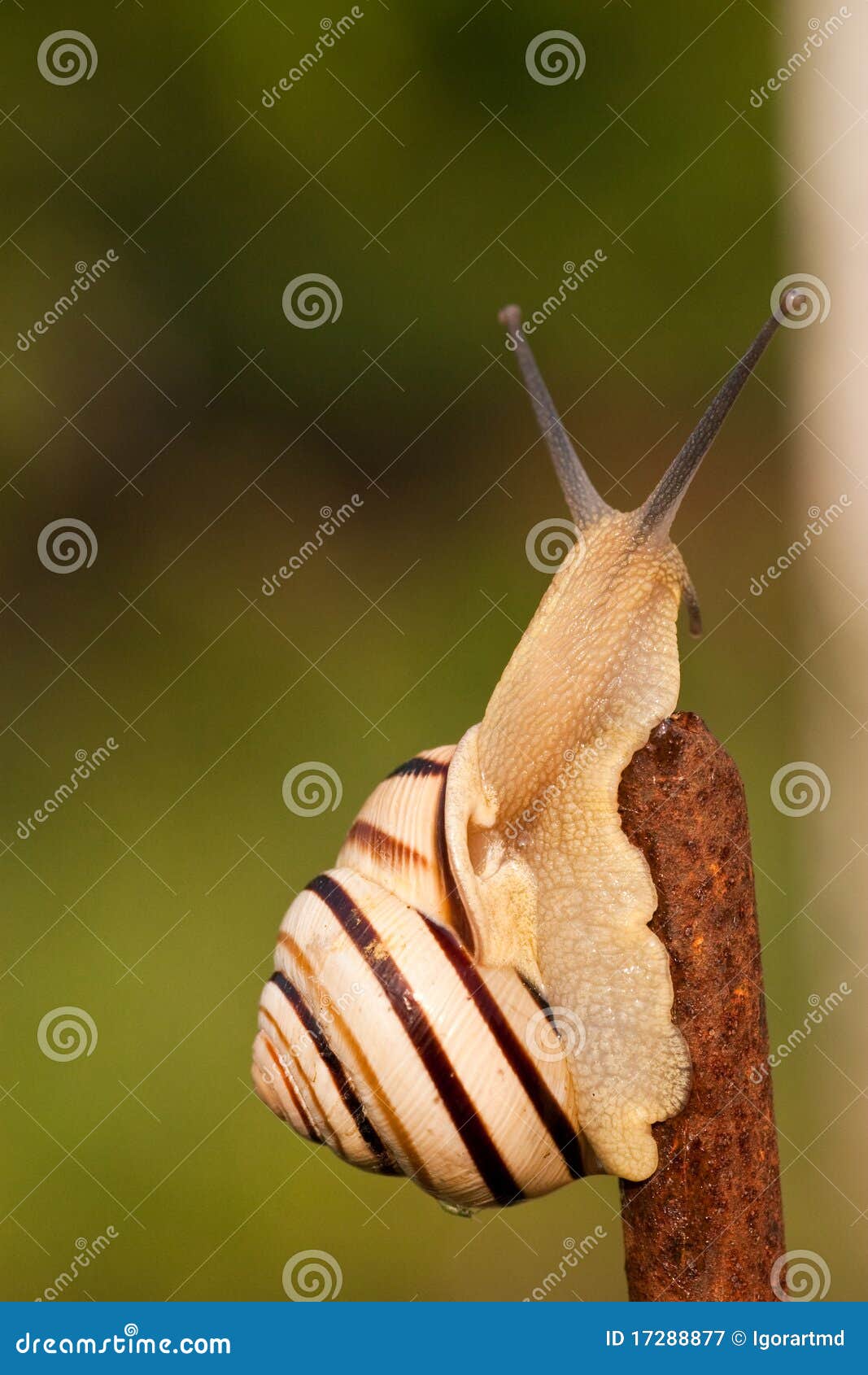 Lumaca immagine stock. Immagine di invertebrato, velocità - 17288877